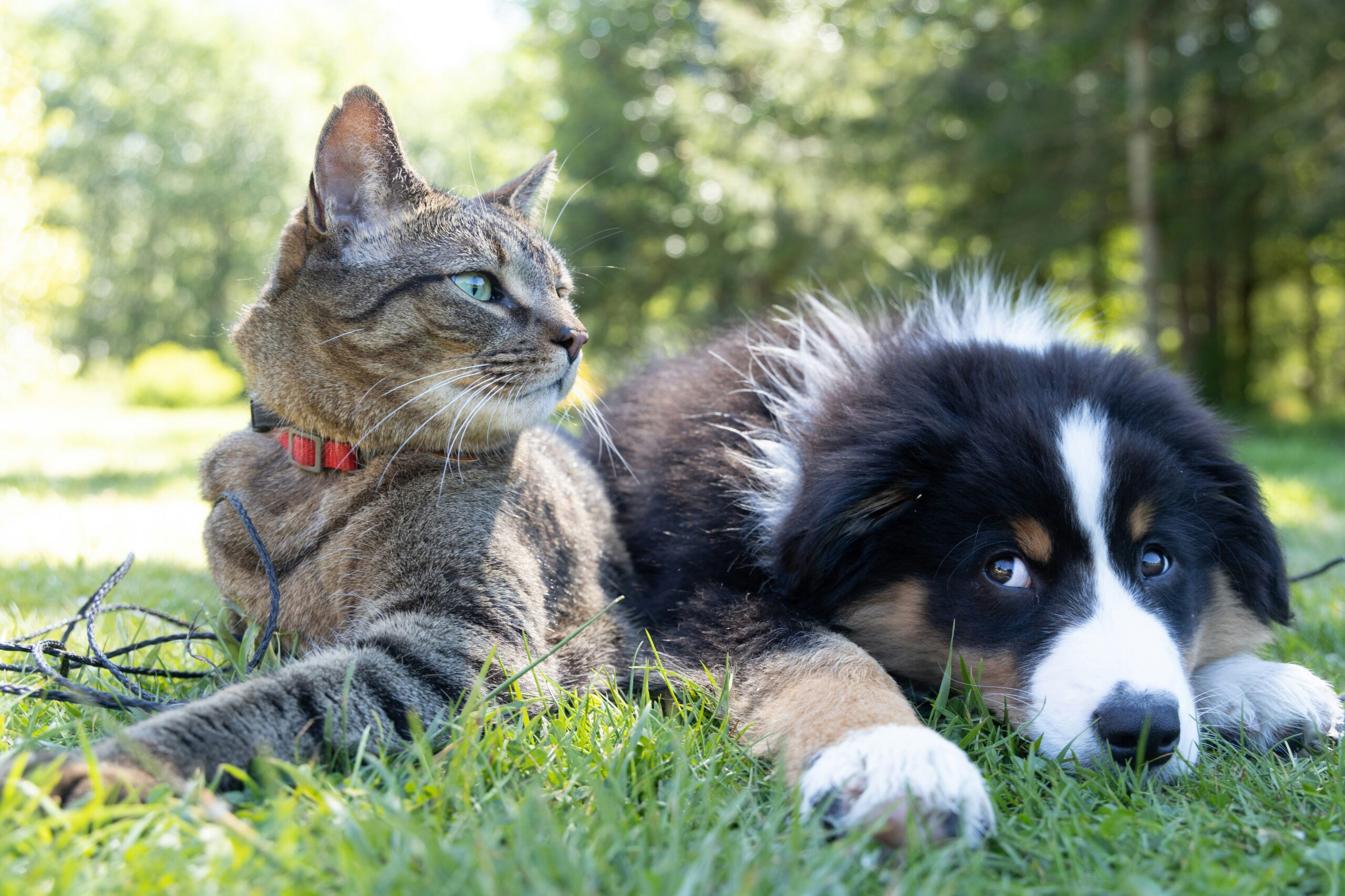 Why Pet-Friendly Communities Matter—Even If You Don’t Own a Pet